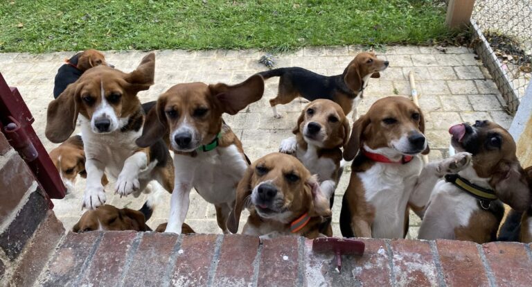 🎙️ Entre le labo et le canap', les beagles posent leurs valises en Bourgogne - Gircor
